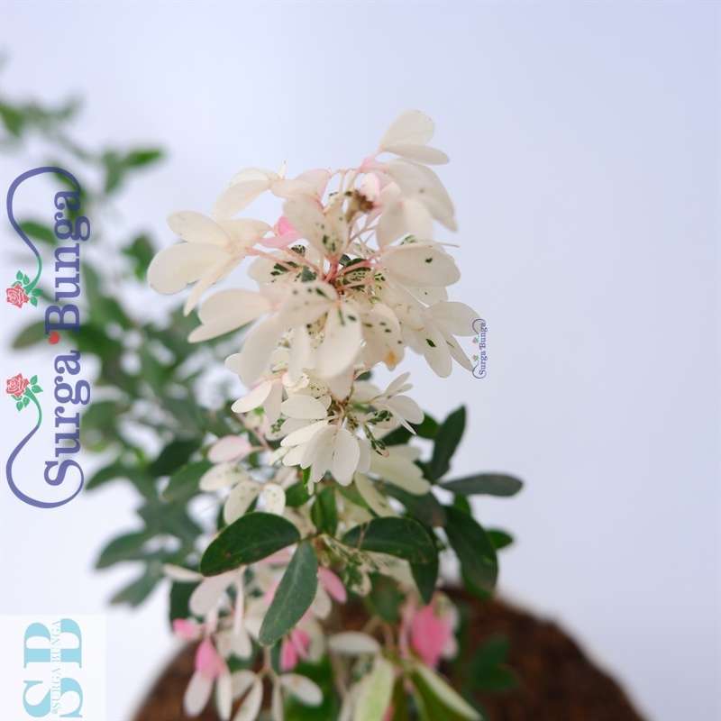 Promo Tanaman Asem Belanda Rimbun Variegata Diskon 5% di Seller ...