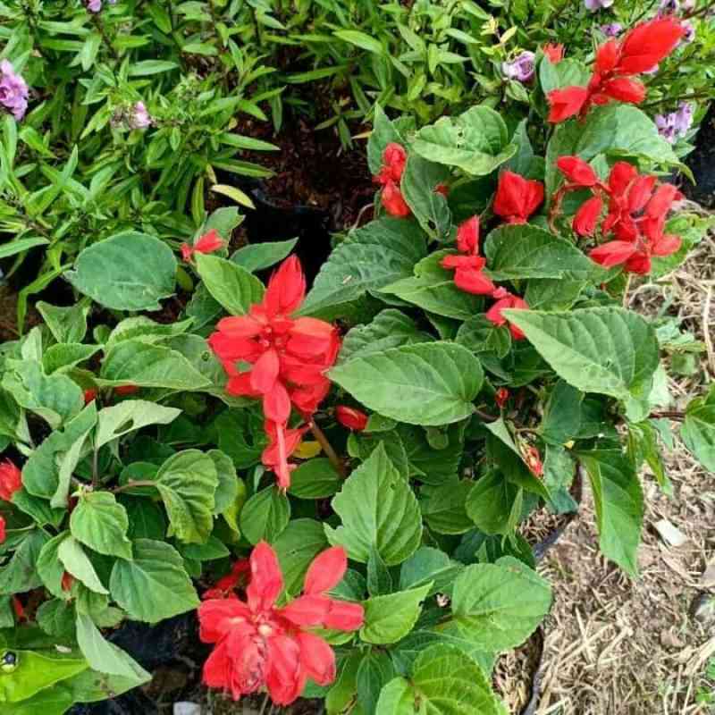 Jual Bunga Salvia Original Murah - Harga Diskon Februari 2024 | Blibli.com