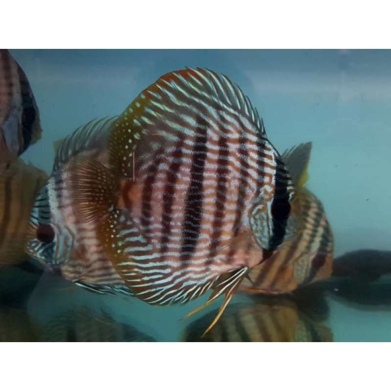 Jual Discus Heckel Mulai Ukuran 1 Cm Di Seller Domakefishmarket - Duren ...