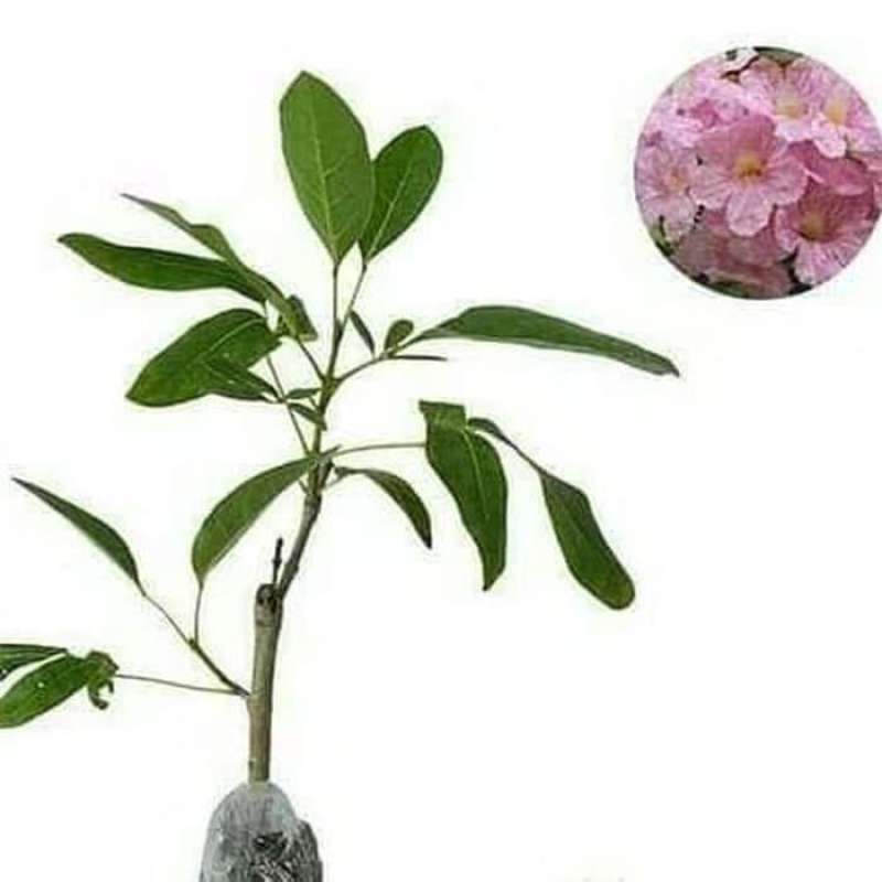 Jual bibit tanaman pohon tabebuya pink - merah muda - tanaman bunga ...