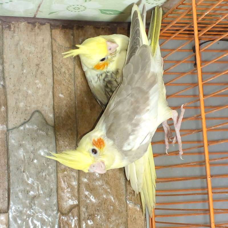 Jual Burung Jinak Falk Parkit Australia Usia 1bulan Di Seller Rexy's ...