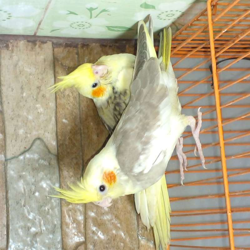 Jual Burung Jinak Falk Parkit Australia Usia 1bulan Di Seller Rexy's ...
