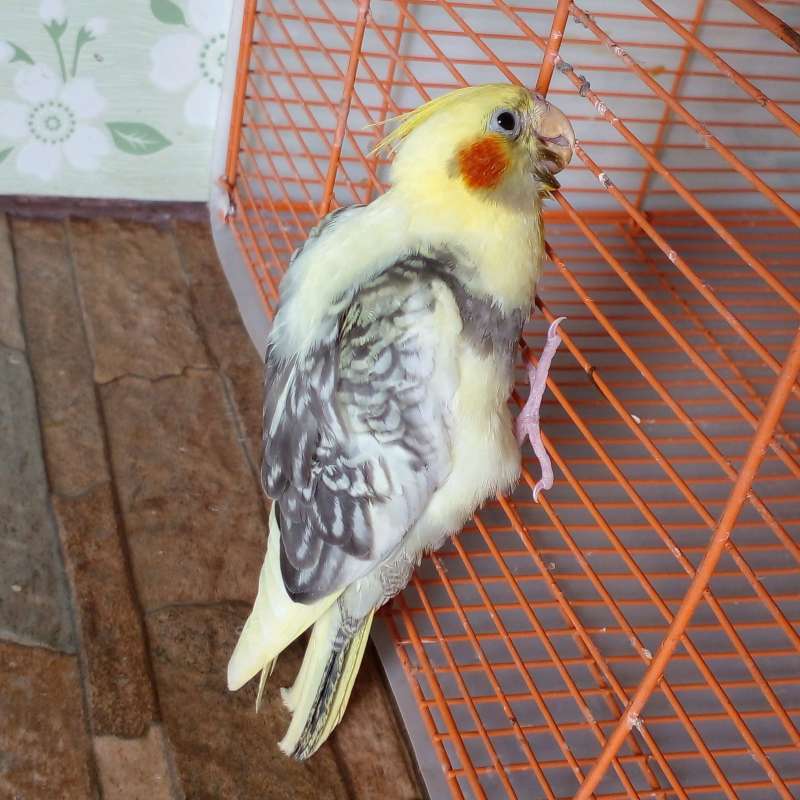 Jual Burung Jinak Falk Parkit Australia Usia 1bulan Di Seller Rexy's ...