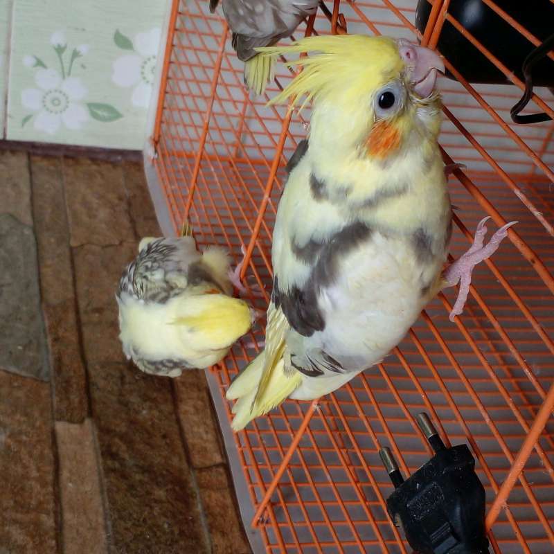 Jual Burung Jinak Falk Parkit Australia Usia 1bulan Di Seller Rexy's ...