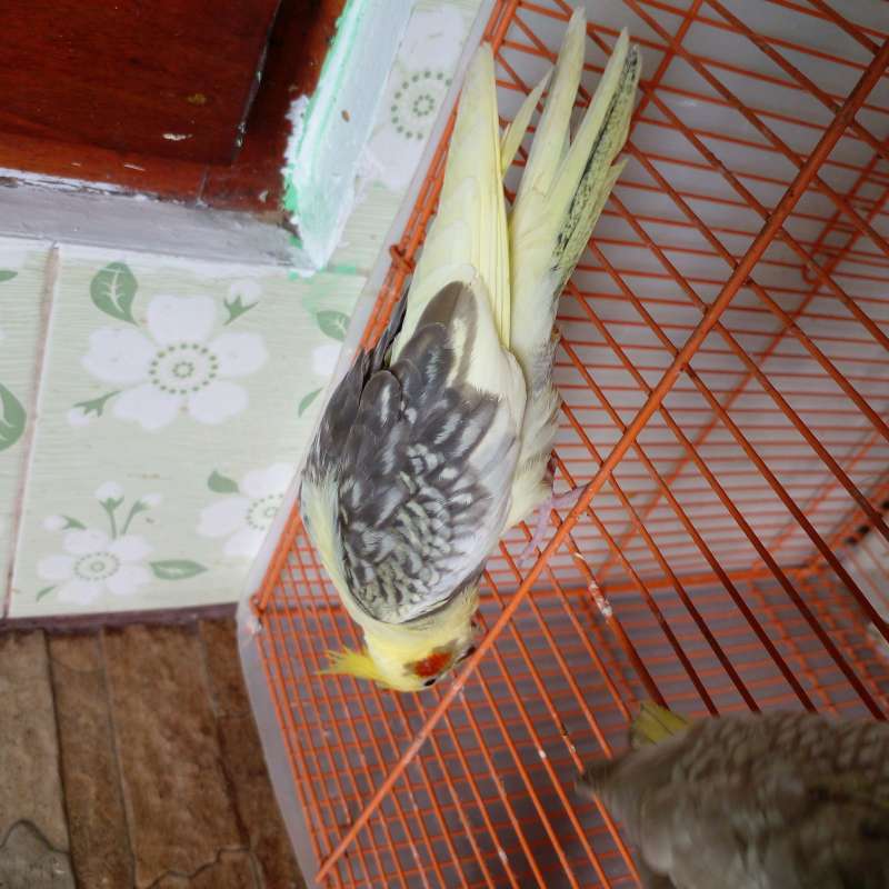 Jual Burung Jinak Falk Parkit Australia Usia 1bulan Di Seller Rexy's ...