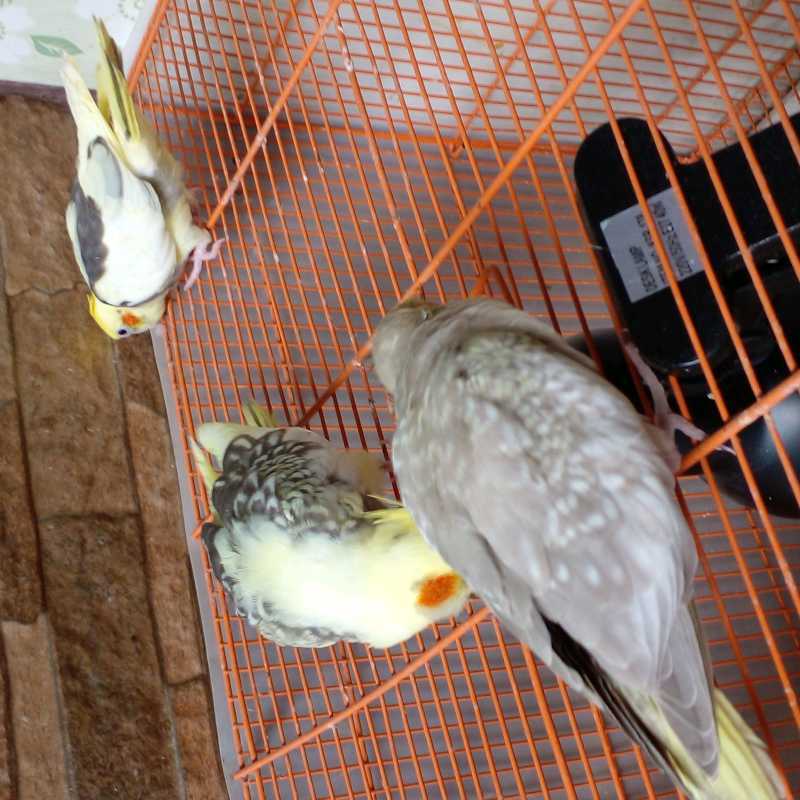 Jual Burung Jinak Falk Parkit Australia Usia 1bulan Di Seller Rexy's ...