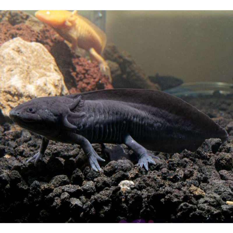 Jual Axolotl Melanistic Melanoid Full Black Dogfish Salamander Walking ...