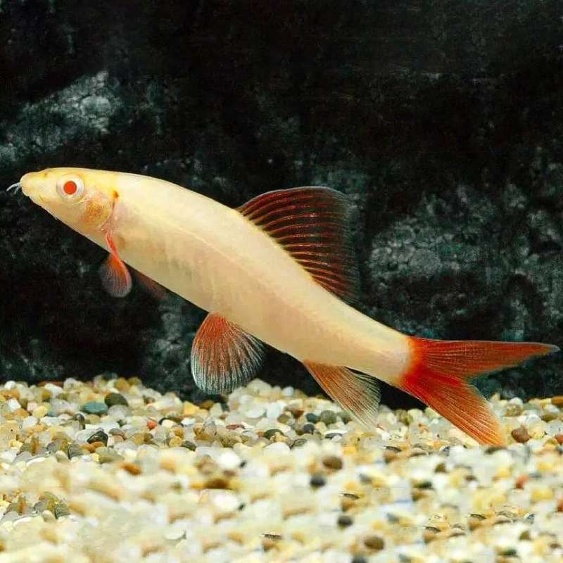 Jual Redfin Red Fin Albino Shark Red Tail / Ikan Hias Aquascape Air ...