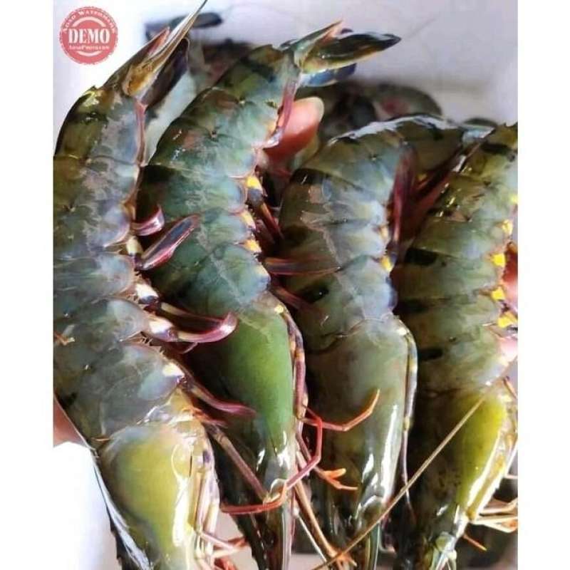 Jual Udang Windu / Udang Tiger Segar Fresh 1kg Bergaransi Halal Di ...