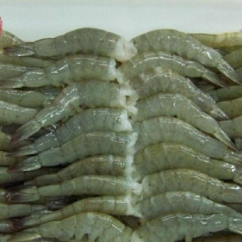 Jual Udang Windu / Udang Tiger Segar Fresh 1kg Bergaransi Halal Di ...
