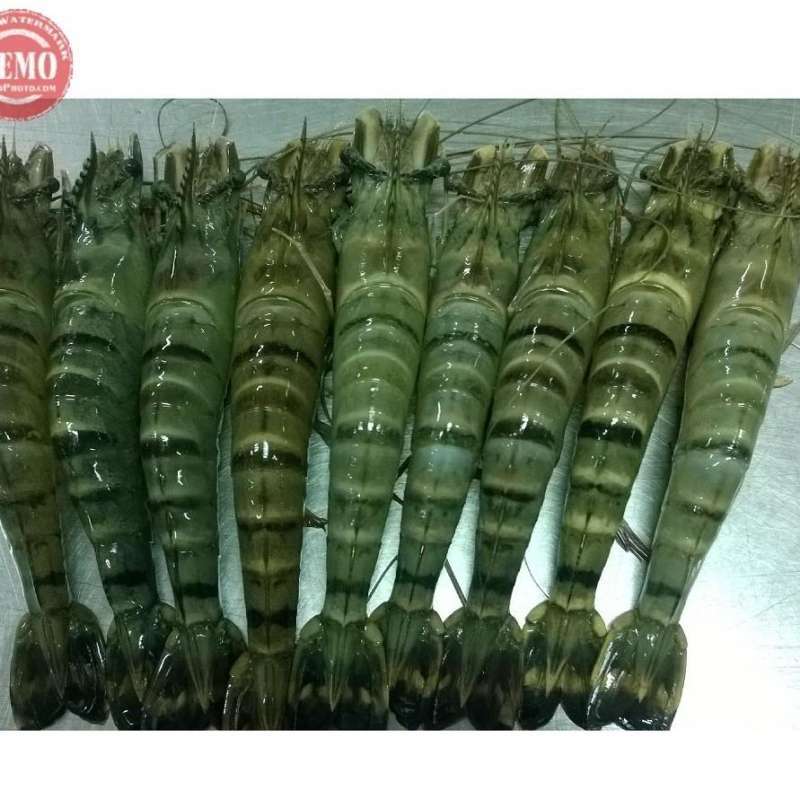 Jual Udang Windu / Udang Tiger Segar Fresh 1kg Bergaransi Halal Di ...