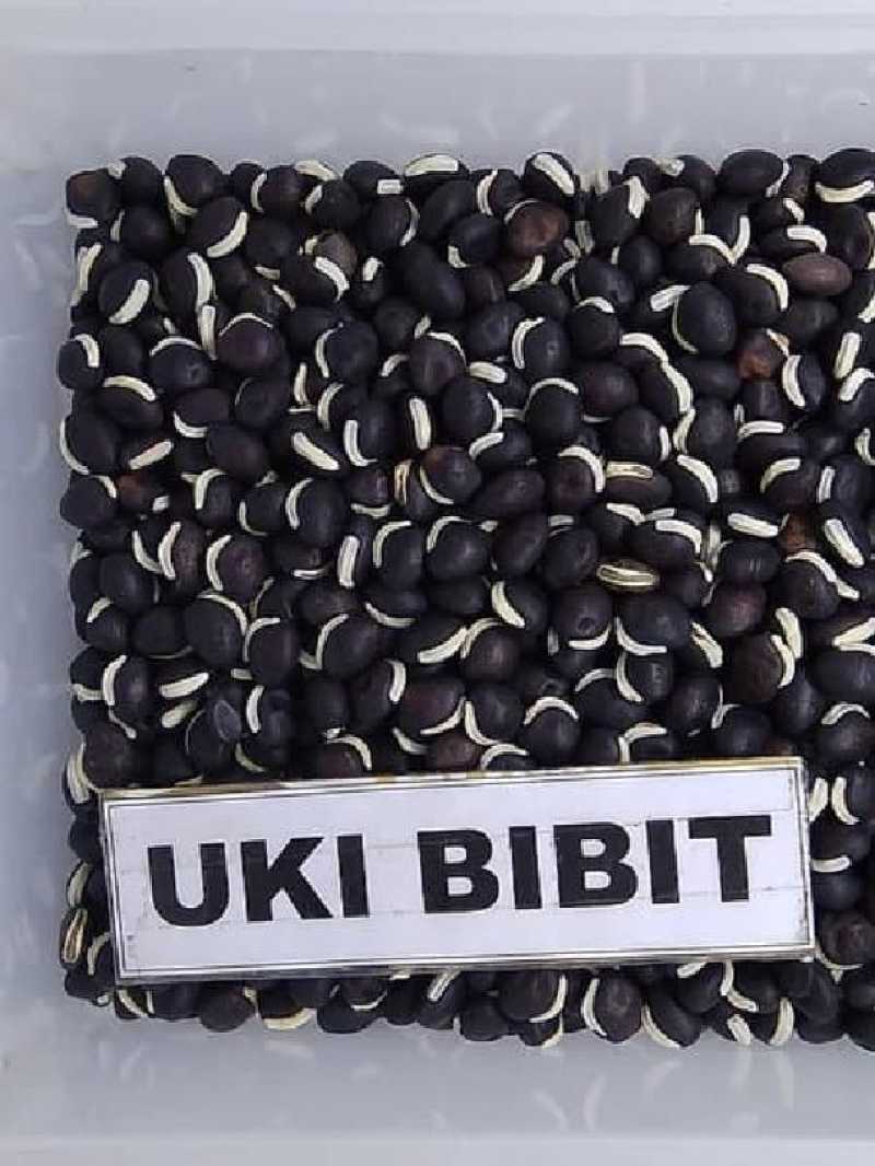 Jual Benih Biji Bibit Tanaman 1 Kg Biji Koro Biji Hitam Super di Seller ...