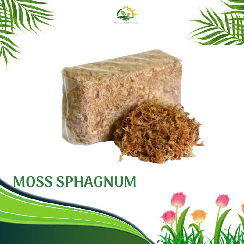 Jual MOSS SPHAGNUM 1KG moss import moss putih chili spagnum media tanam ...