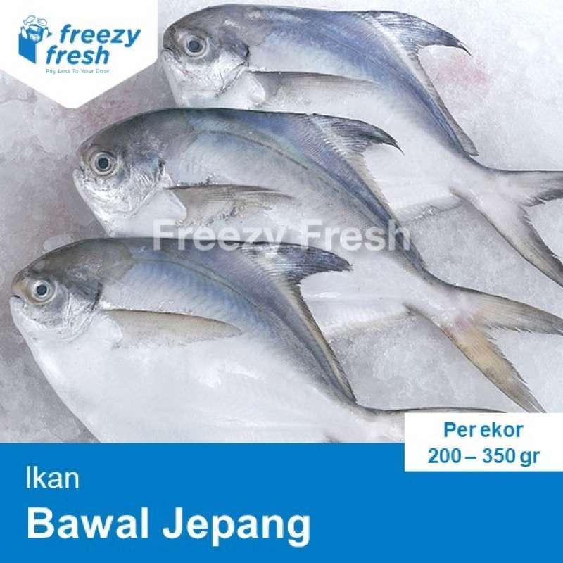 Jual Ikan Bawal Jepang / Marukoban di Seller Freezy Fresh - Tangsel ...