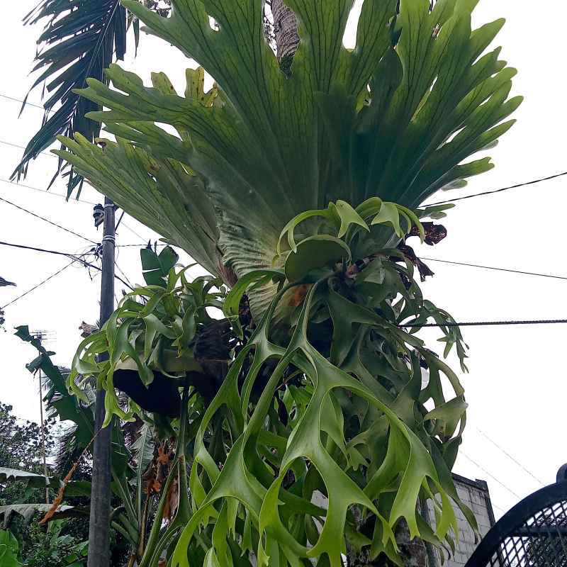 Jual tanaman kadaka jumbo 💯 Harga Murah & Kualitas Terbaik Desember 2024