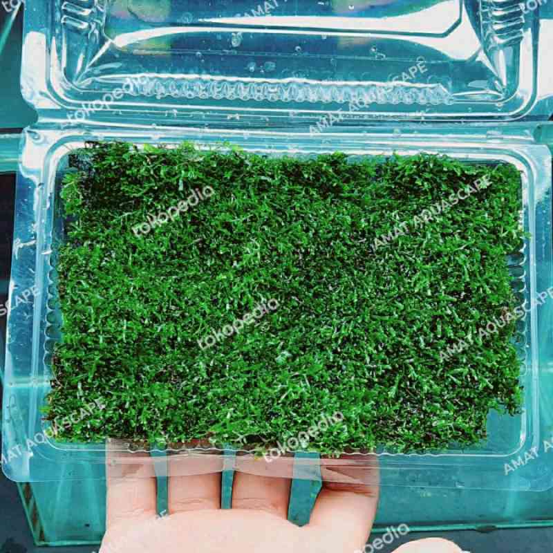 Jual Moss Ricardia Mini Clumb Besar Aquascape di Seller DENTA PET SHOP ...