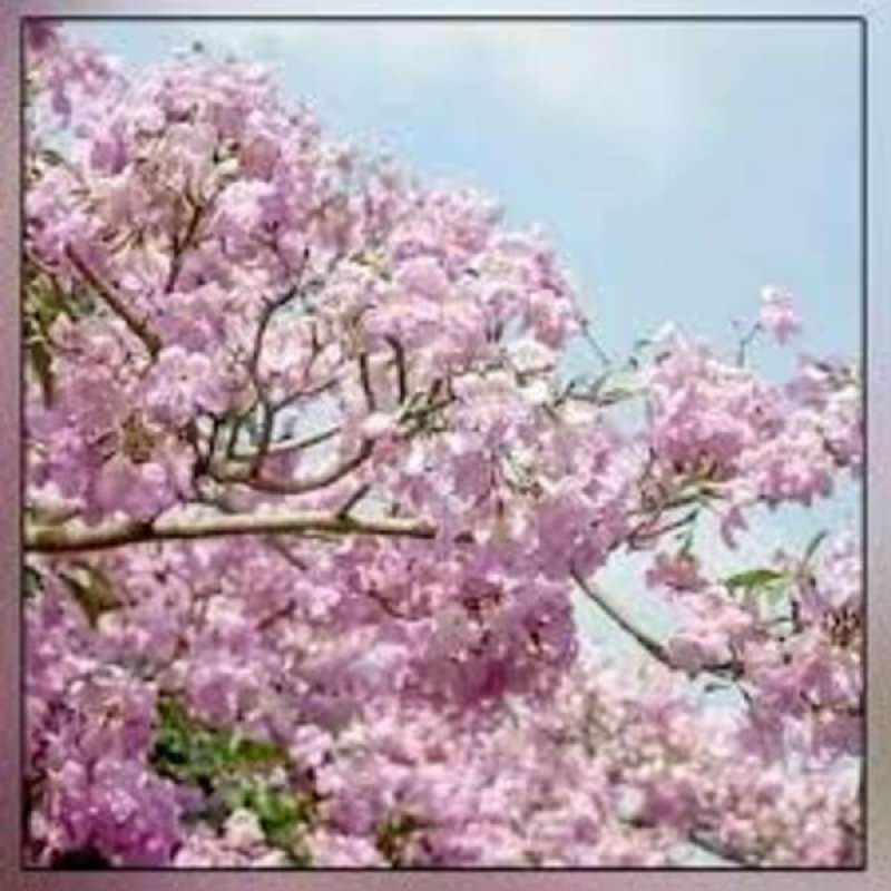Promo Benih Tanaman Pokok Bunga Sakura Tabebuya Unggul Diskon 67% Di ...