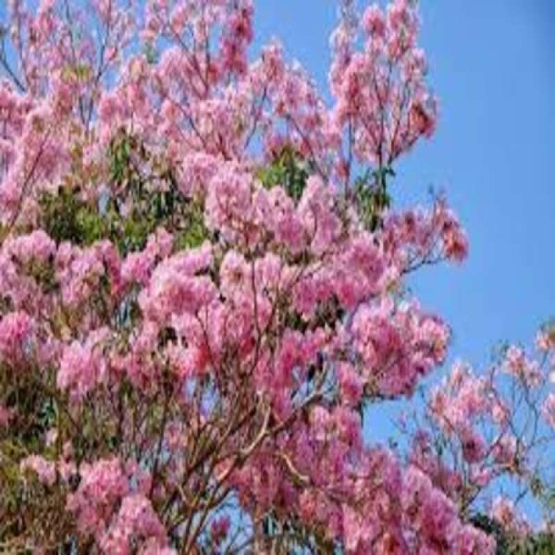 Promo Benih Tanaman Pokok Bunga Sakura Tabebuya Unggul Diskon 67% Di ...