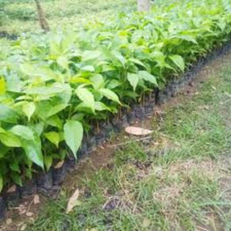 Promo Benih Tanaman Pokok Bunga Sakura Tabebuya Unggul Diskon 67% Di ...