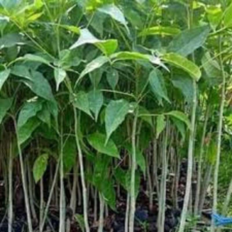 Promo Benih Tanaman Pokok Bunga Sakura Tabebuya Unggul Diskon 67% Di ...