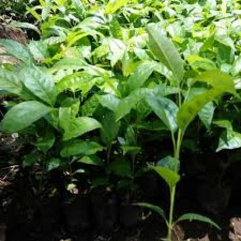 Promo Benih Tanaman Pokok Bunga Sakura Tabebuya Unggul Diskon 67% Di ...