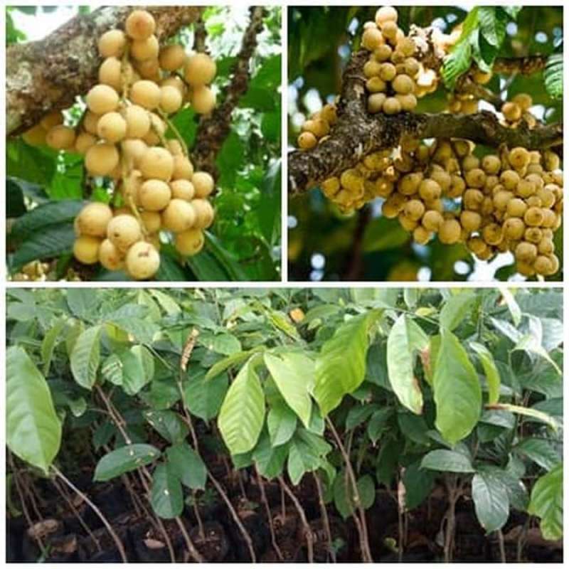 Pohon Duku Seperti Apa