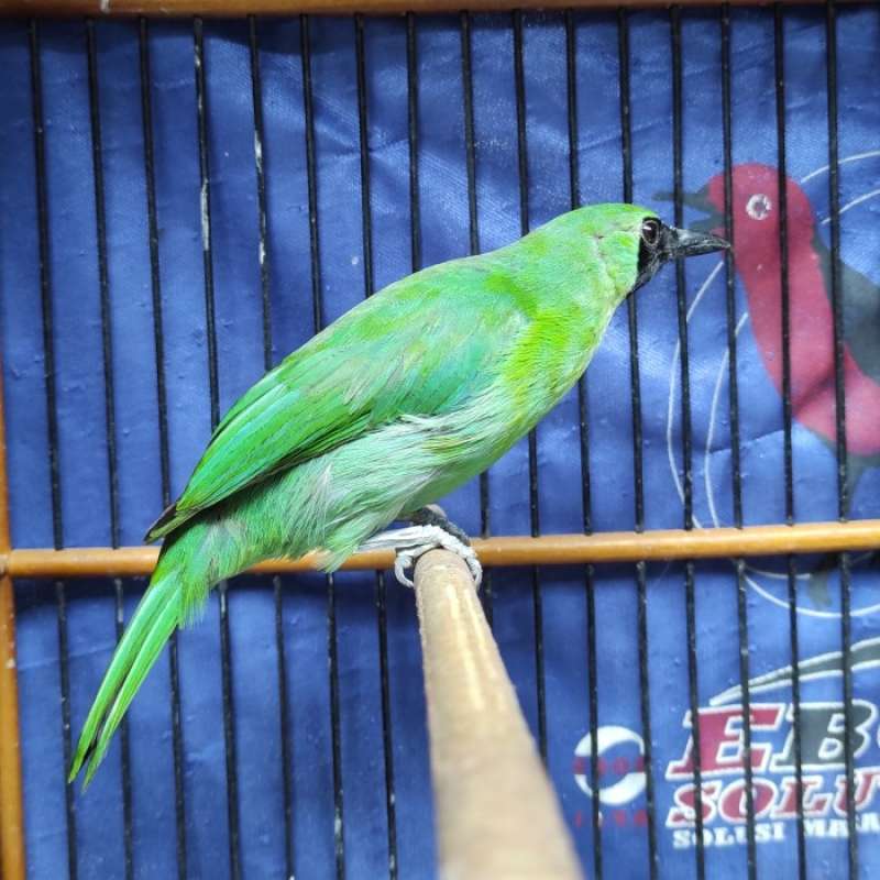 Burung Cucak Ijo