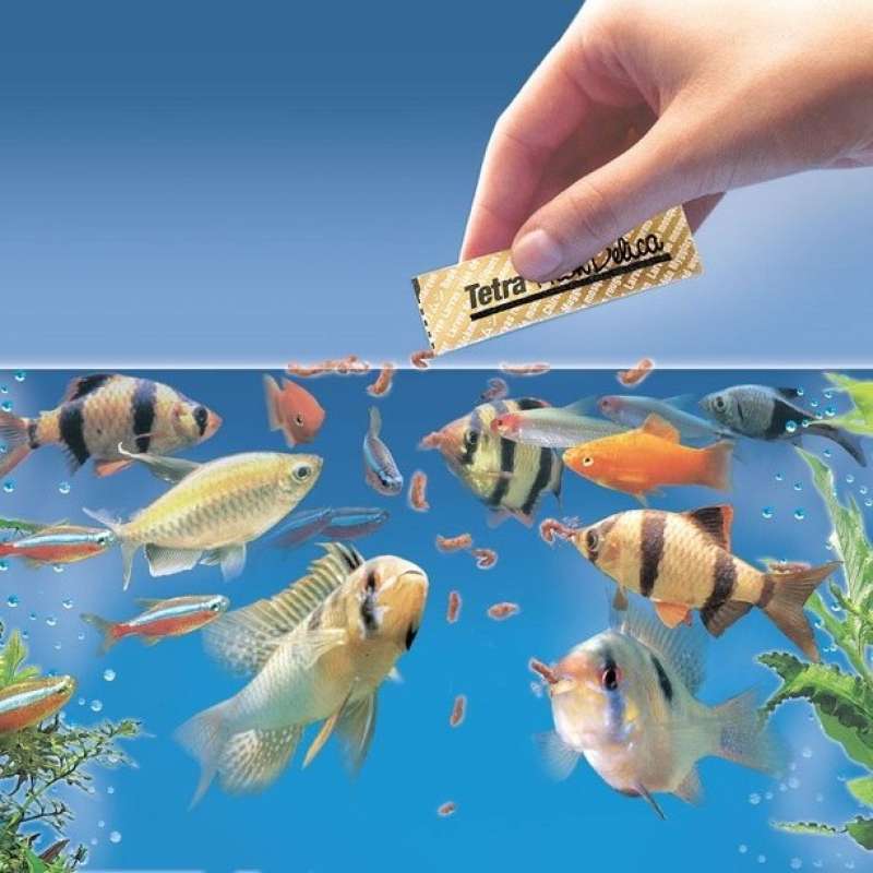 Jual PAKET SUPER LENGKAP AQUARIUM + IKAN + TANAMAN + AERATOR TERMURAH ...