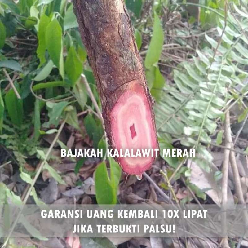 Jual (isi 30) Teh Celup Akar Kayu Bajakah Kalalawit Merah Original Asli ...