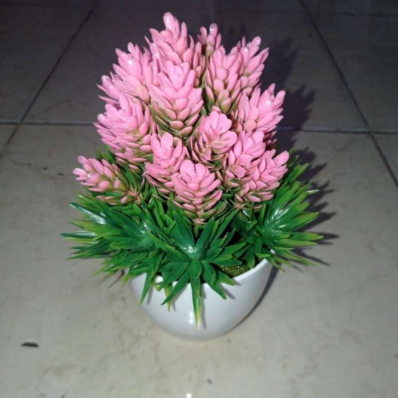 Jual Pot Tanaman Pohon Pinus Pink Pajangan Meja Ruang Tamu Kantor Cafe ...