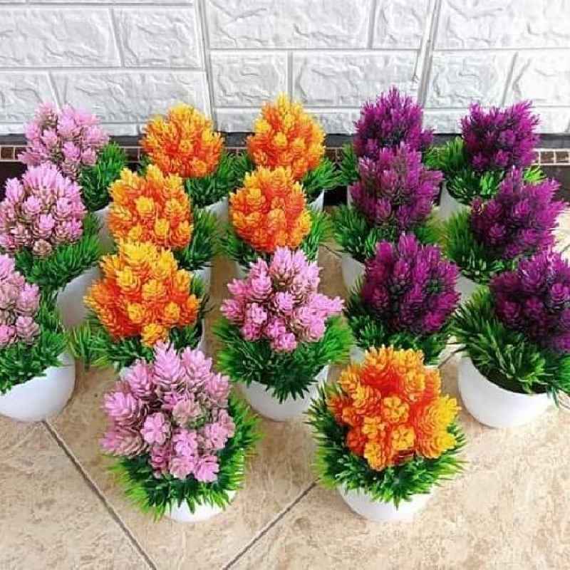 Jual Pot Tanaman Pohon Pinus Pink Pajangan Meja Ruang Tamu Kantor Cafe ...