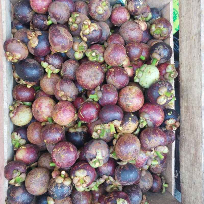 Jual Buah Manggis Halal di Seller CMF Shop - Randusari, Kota Semarang ...