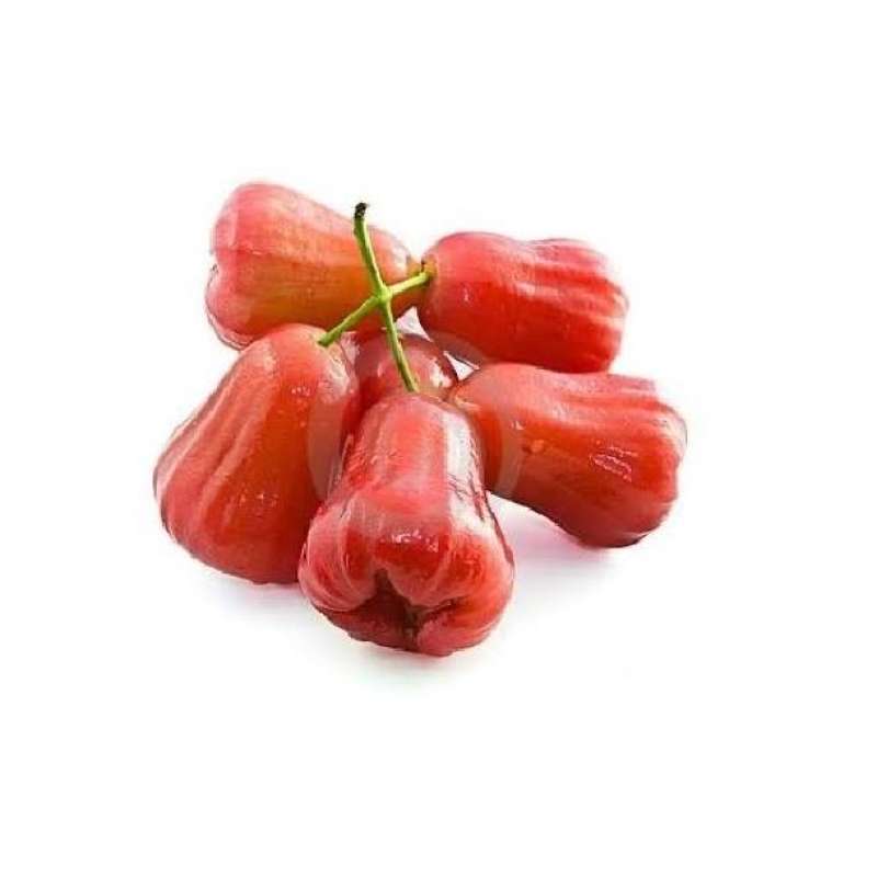 Jual Jambu Citra Merah 500gr Jambu Air Besar Jambu Air Citra Super di ...