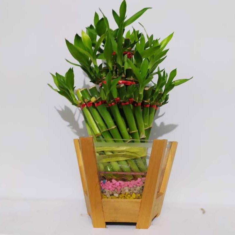 Beginilah Gambar Tanaman Hias Dari Bambu Terbaik - Informasi Seputar ...