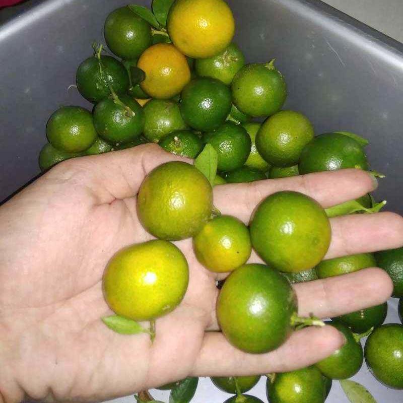 Jual Jeruk Songkit Kasturi Lemon Cui Kip Buah [1 Kg] Di Seller Usman ...
