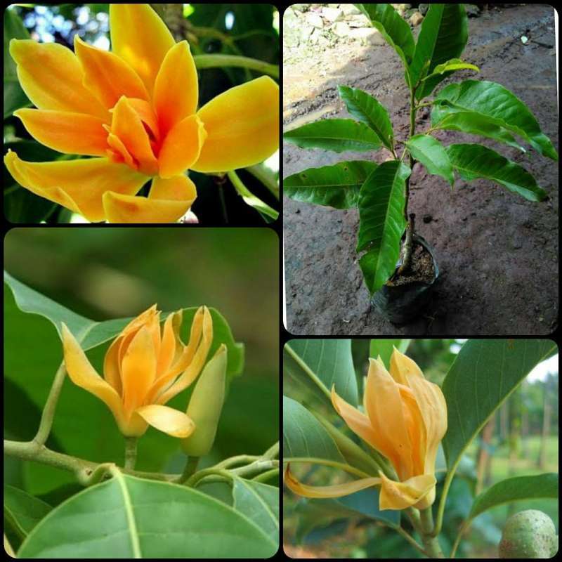29+ Gambar Bunga Cempaka Kuning Populer - Informasi Seputar Tanaman Hias