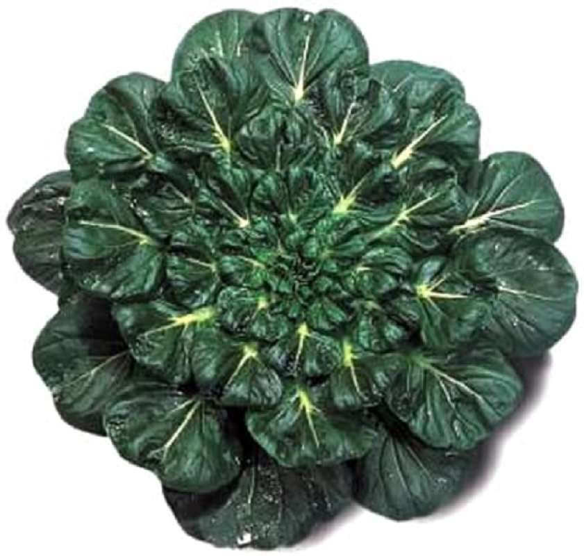 Jual Sawi Pagoda Original Murah - Harga Diskon Mei 2024 | Blibli.com