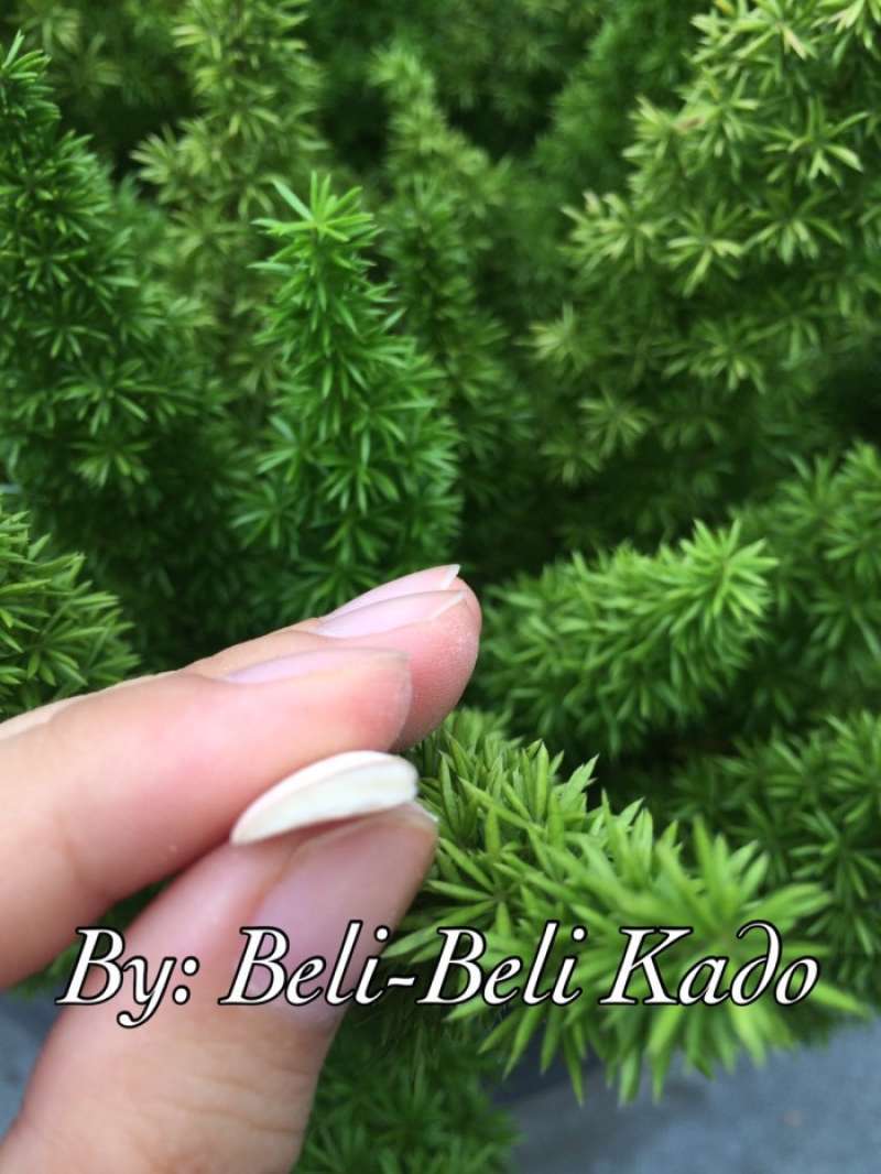 Promo Biji Mahoni atau Swietenia Mahagoni Diskon 23% di Seller Humaira ... Promo Biji Mahoni atau Swietenia Mahagoni Diskon 23% di Seller Humaira ...