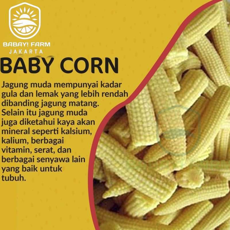 Jual Jagung Muda / Baby Corn / Jagung Acar / Janten / Putren - 1 Kg Di ...