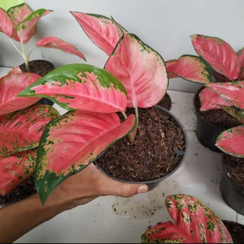 Jual Tanaman hias aglonema red khocin - pohon aglonema red kocin di ...