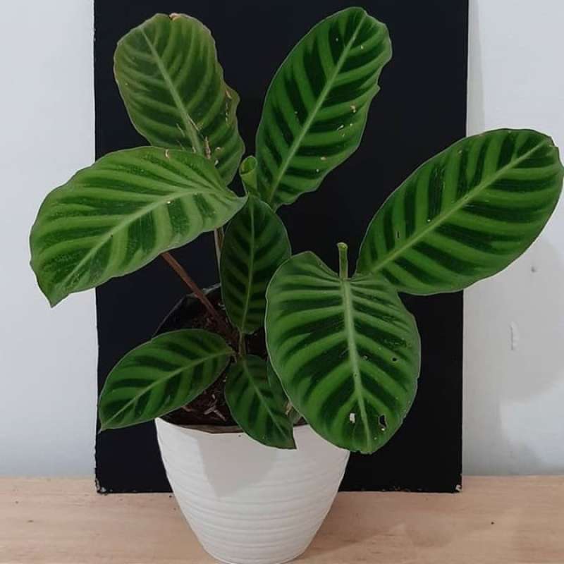 Jual Tanaman hias calathea zebrina - pohon calathea di Seller Taman ...