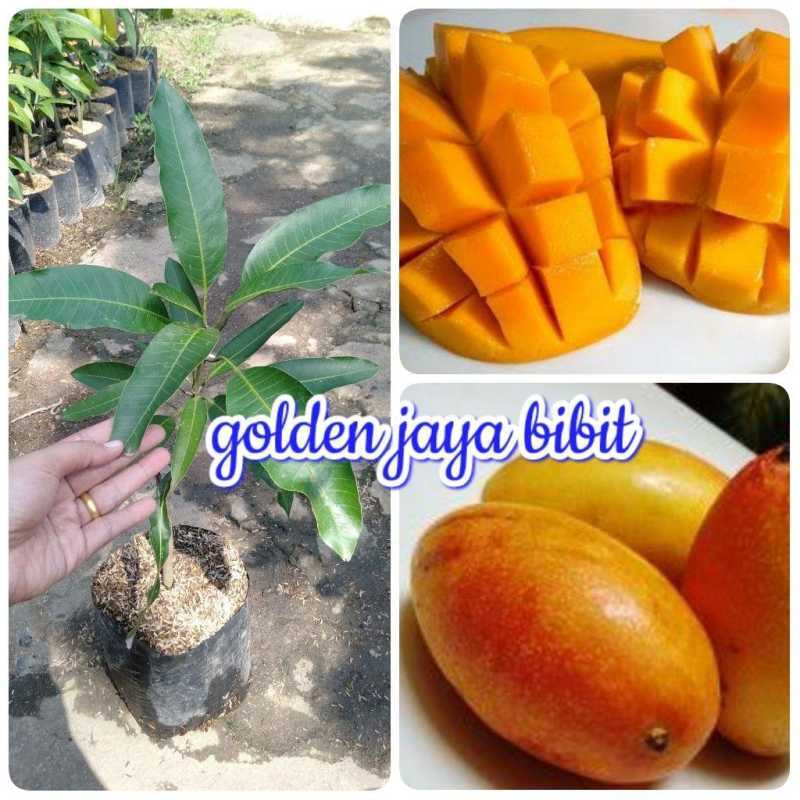 Jual Golden Jaya Bibit tanaman mangga Podang urang di Seller Golden ...