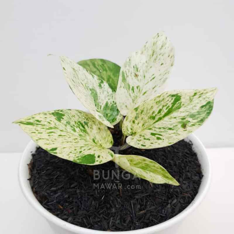 Jual Tanaman Marble Queen Pothos di Seller BungaKita - Cihideung, Kab ...