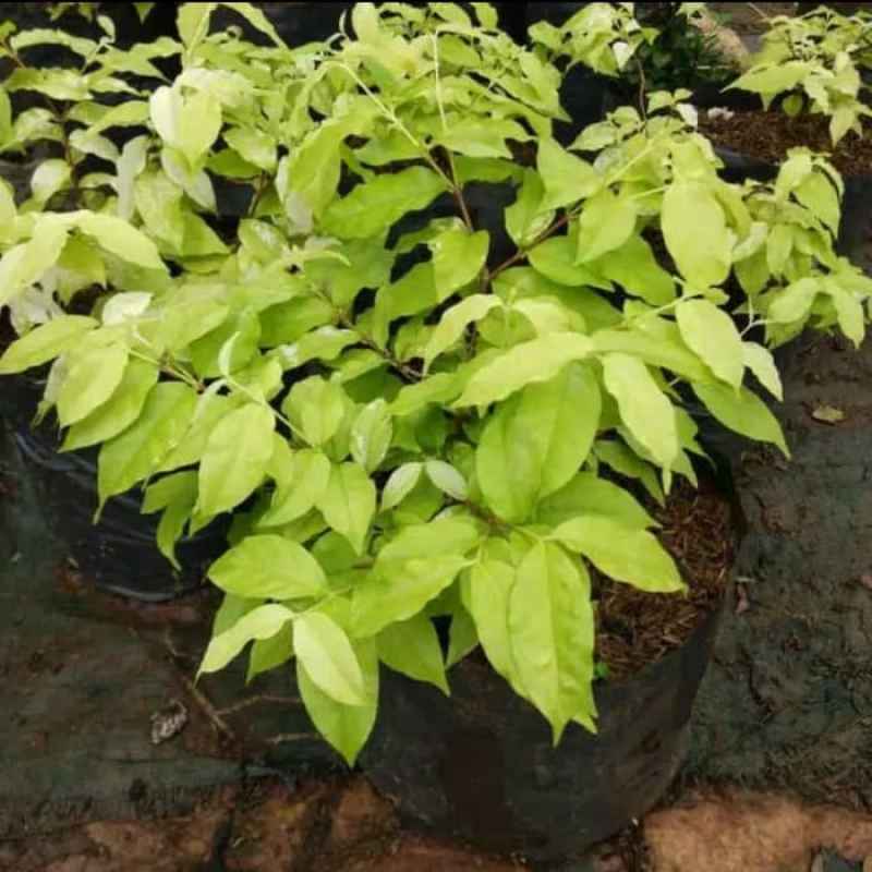 Jual Bibit tanaman anting putri//anting putri daun kuning di Seller ...