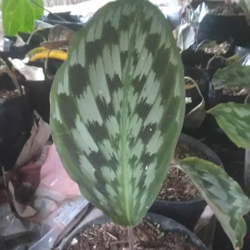 Promo tanaman hias calatea merak / meranti merak / kencur merak / pohon ... Promo tanaman hias calatea merak / meranti merak / kencur merak / pohon ...