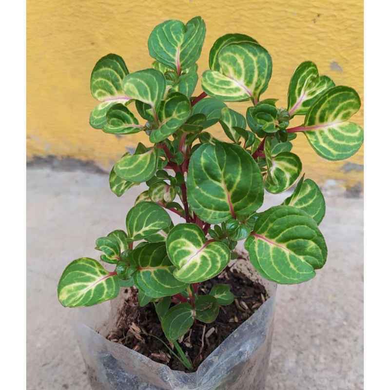 Jual Tanaman Hias Bunga Miana / Bunga Iler / Coleus (Jenis Mangkok ...