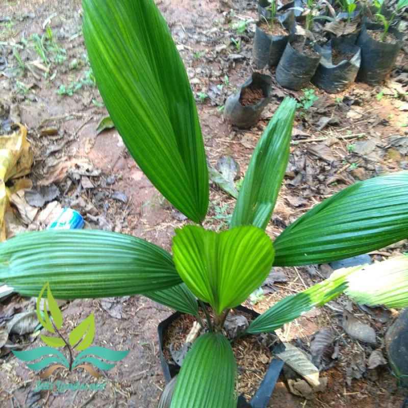 Jual tanaman hias indoor palem kol palem kipas licuala grandis indoor ...