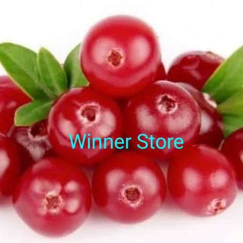 Jual 1 butir biji benih cranberry cran berry kran beri cranberries ...