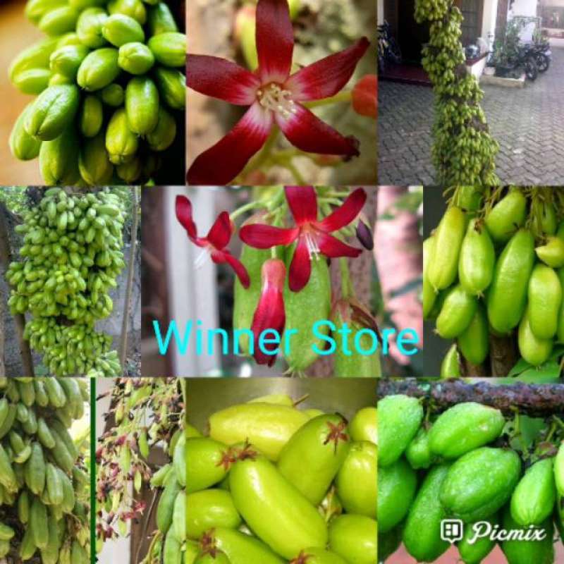 Jual 3 bijibenih averrhoa bilimbi belimbing wuluh besi sunti sayur ...