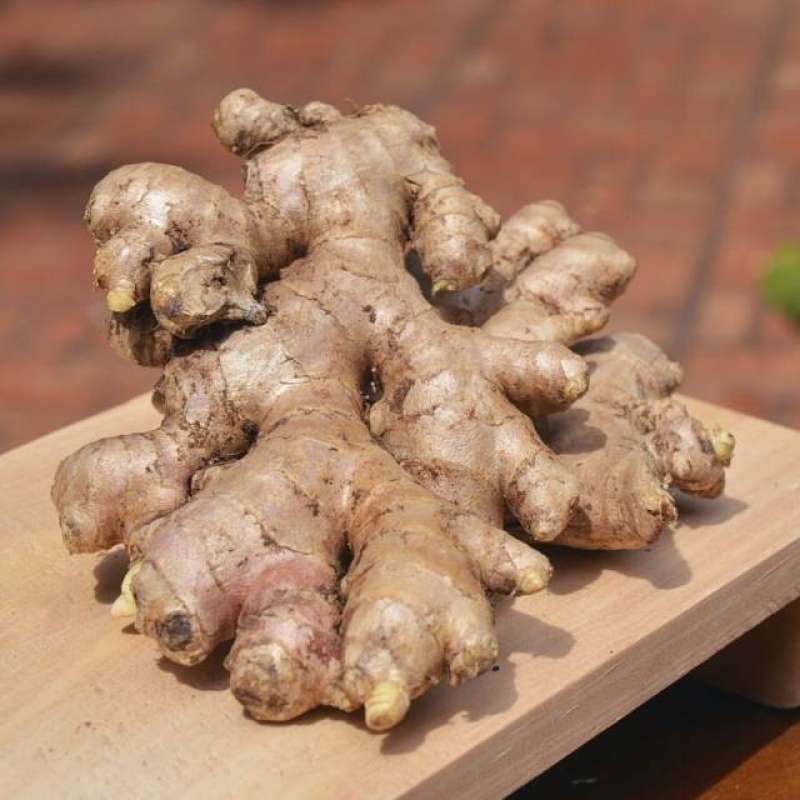 Jual Jahe Gajah (Putih) Segar / White Fresh Ginger 1kg-08 di Seller ...
